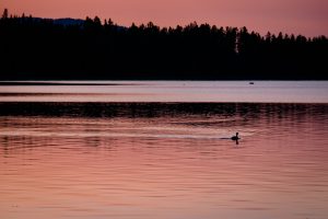Loon in the Sunset – Photography & Travel